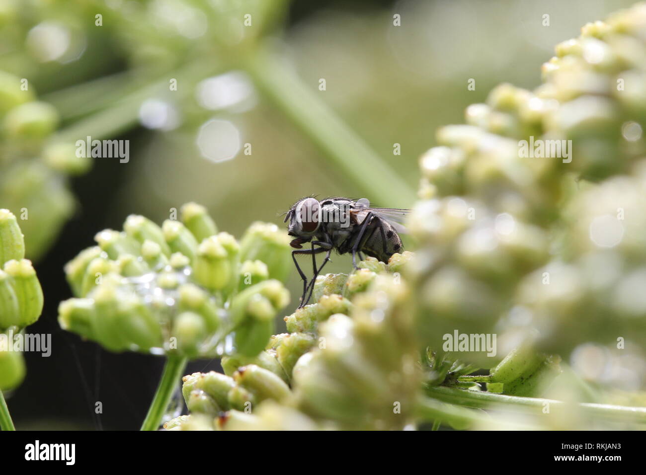 Plantnature hi-res stock photography and images - Alamy