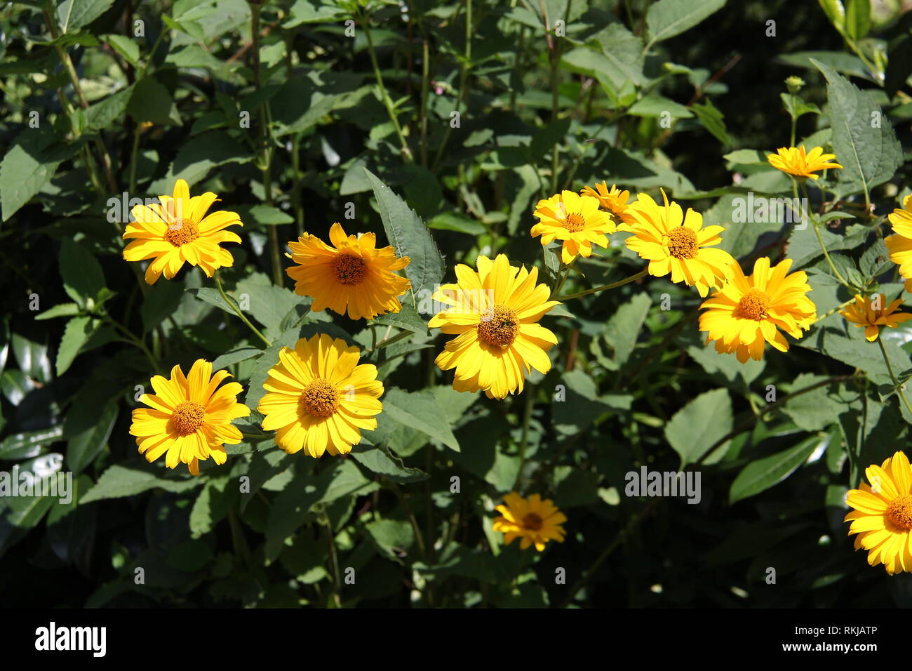 Garden / Flowers / beautiful Yellow garden flowers Stock Photo - Alamy