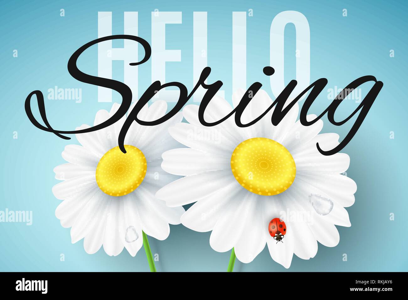 Hello Spring banner. Realistic daisy flowers on blue background ...