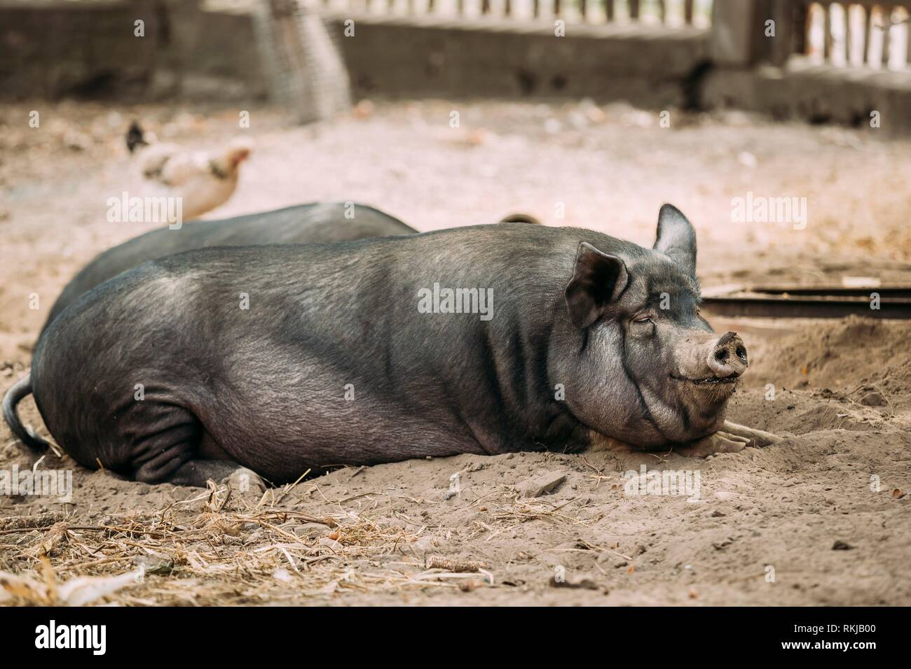 Pig Husbandry Horizontal High Resolution Stock Photography and Images ...
