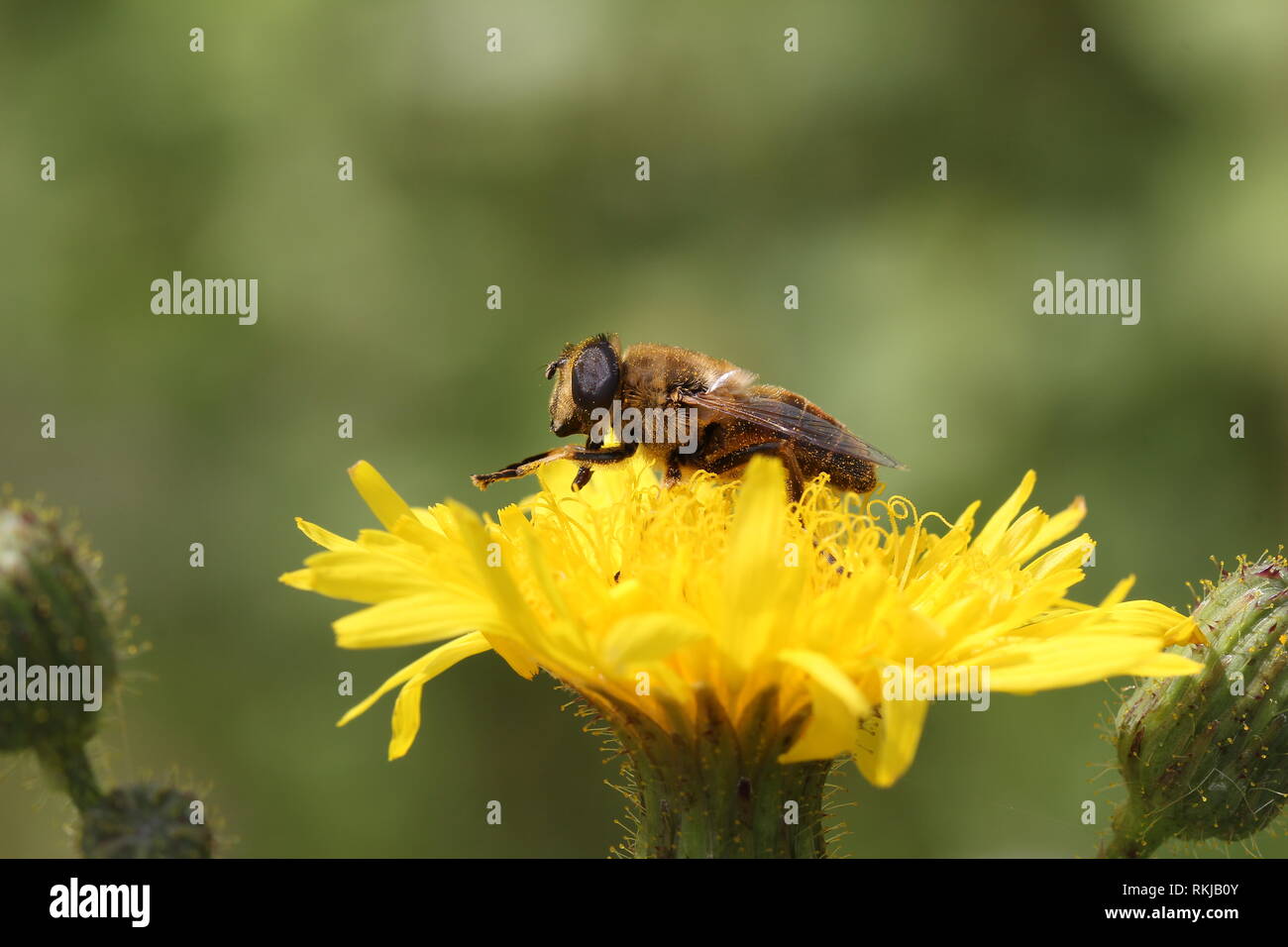 Plantnature hi-res stock photography and images - Alamy