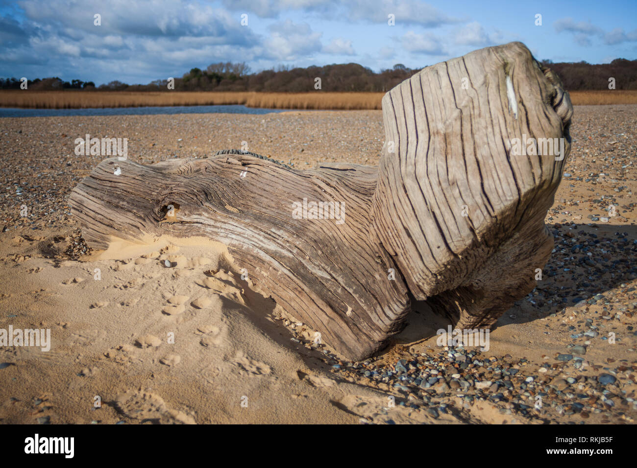 Driftwood stump hi-res stock photography and images - Alamy