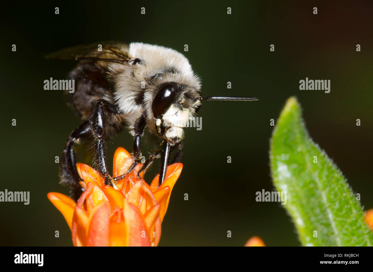 Digger Bee, Anthophora sp., on orange milkweed, Asclepias tuberosa ...