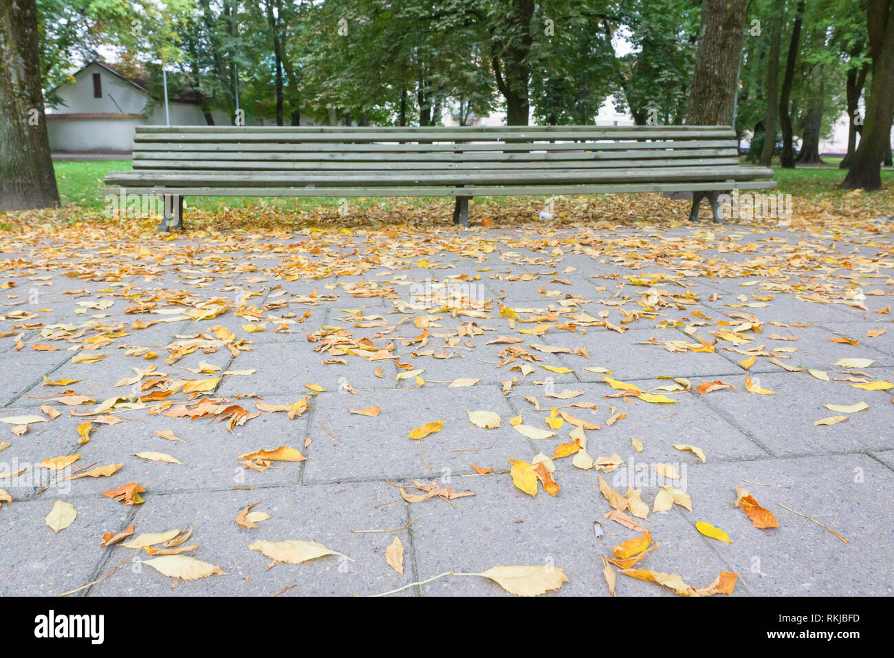 yellow leaves and empty benches this fall in the park Stock Photo - Alamy