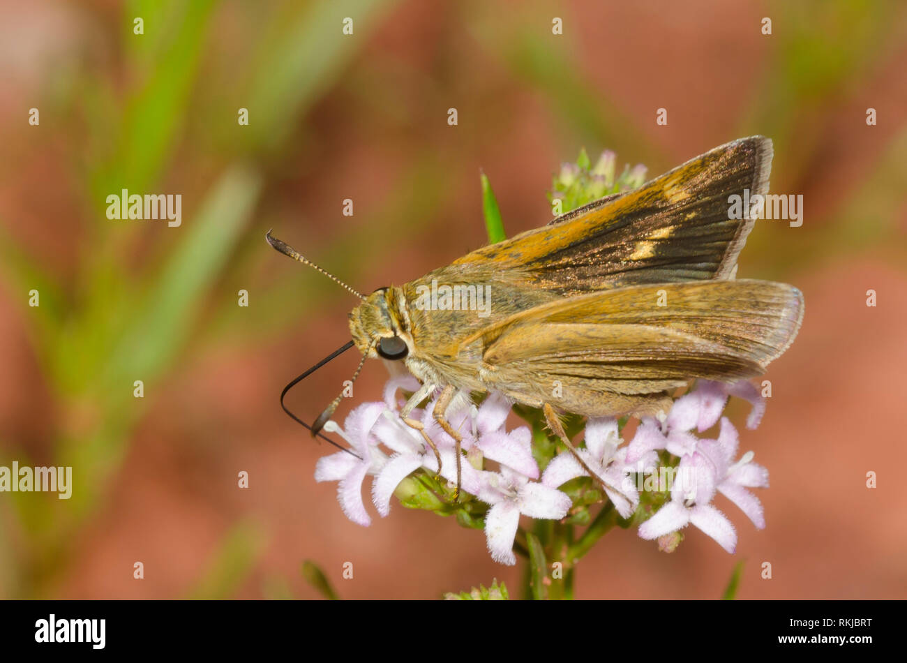 Crossline Skipper, Polites origenes, female on diamondflowers, Stenaria ...