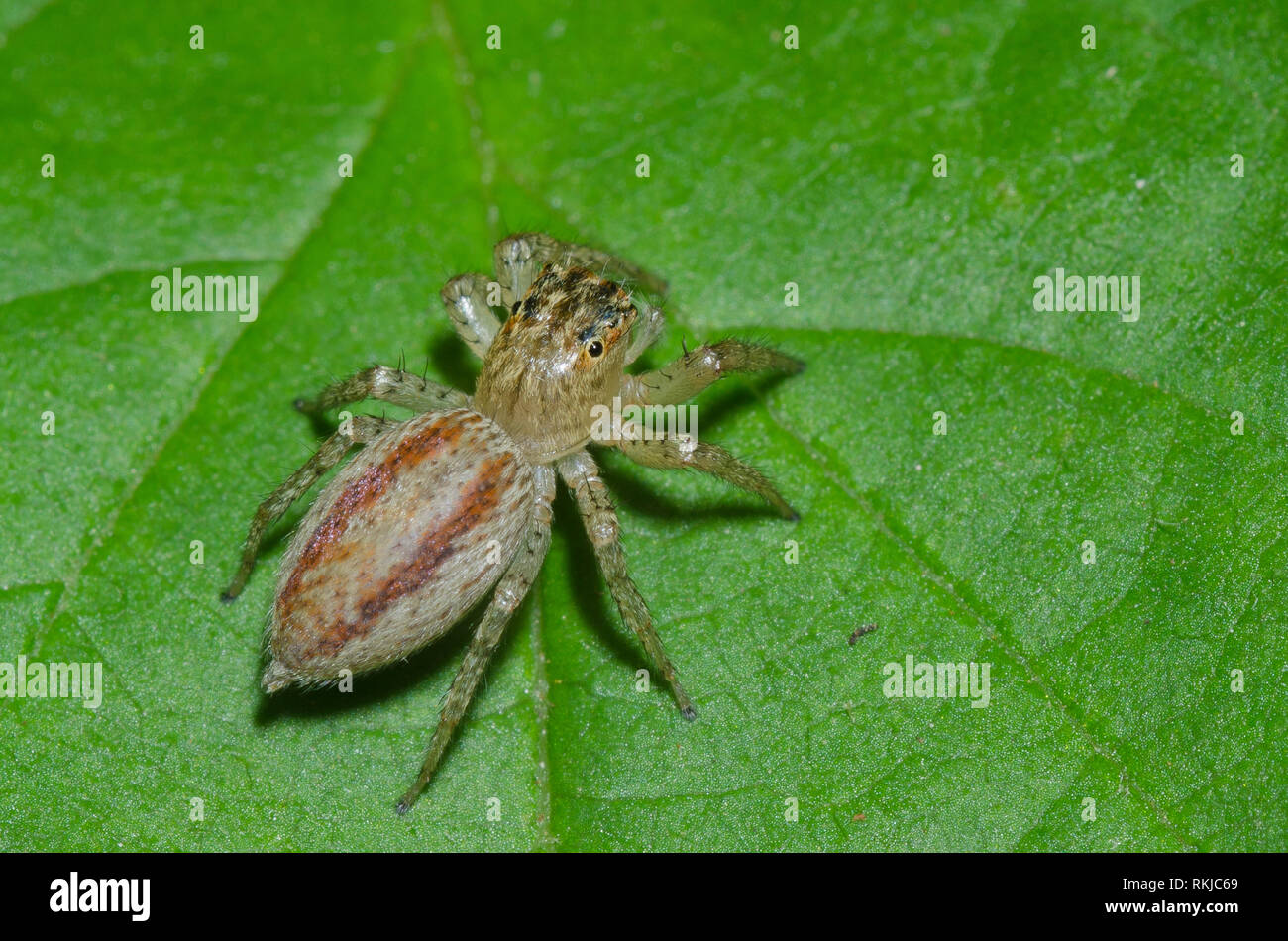 Dimorphic jumping spider spider hi-res stock photography and images - Alamy
