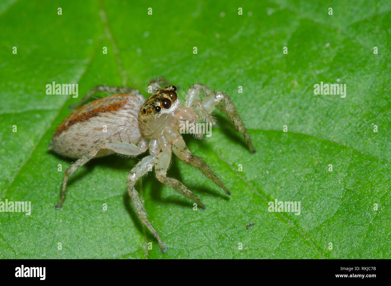 Dimorphic Jumping Spider, Maevia inclemens, female Stock Photo - Alamy