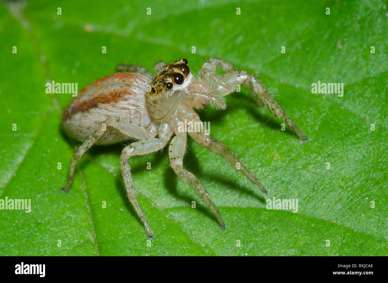 Dimorphic Jumping Spider, Maevia inclemens, female Stock Photo - Alamy