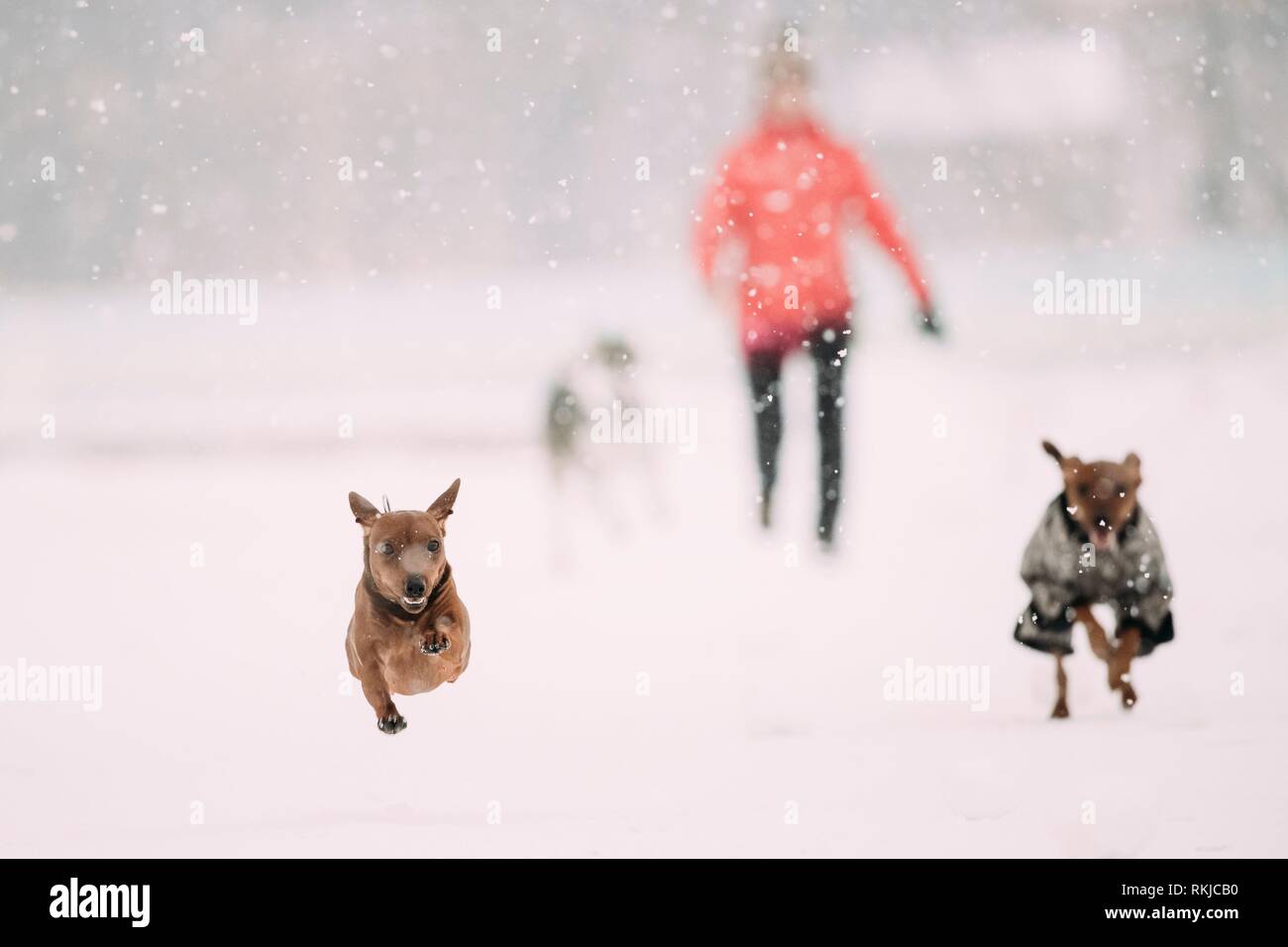 Miniature Pinchers High Resolution Stock Photography and Images - Alamy