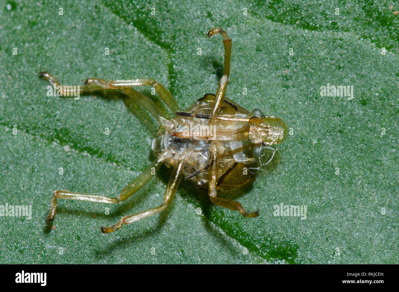 True Bug, Order Hemiptera, exuvia Stock Photo - Alamy