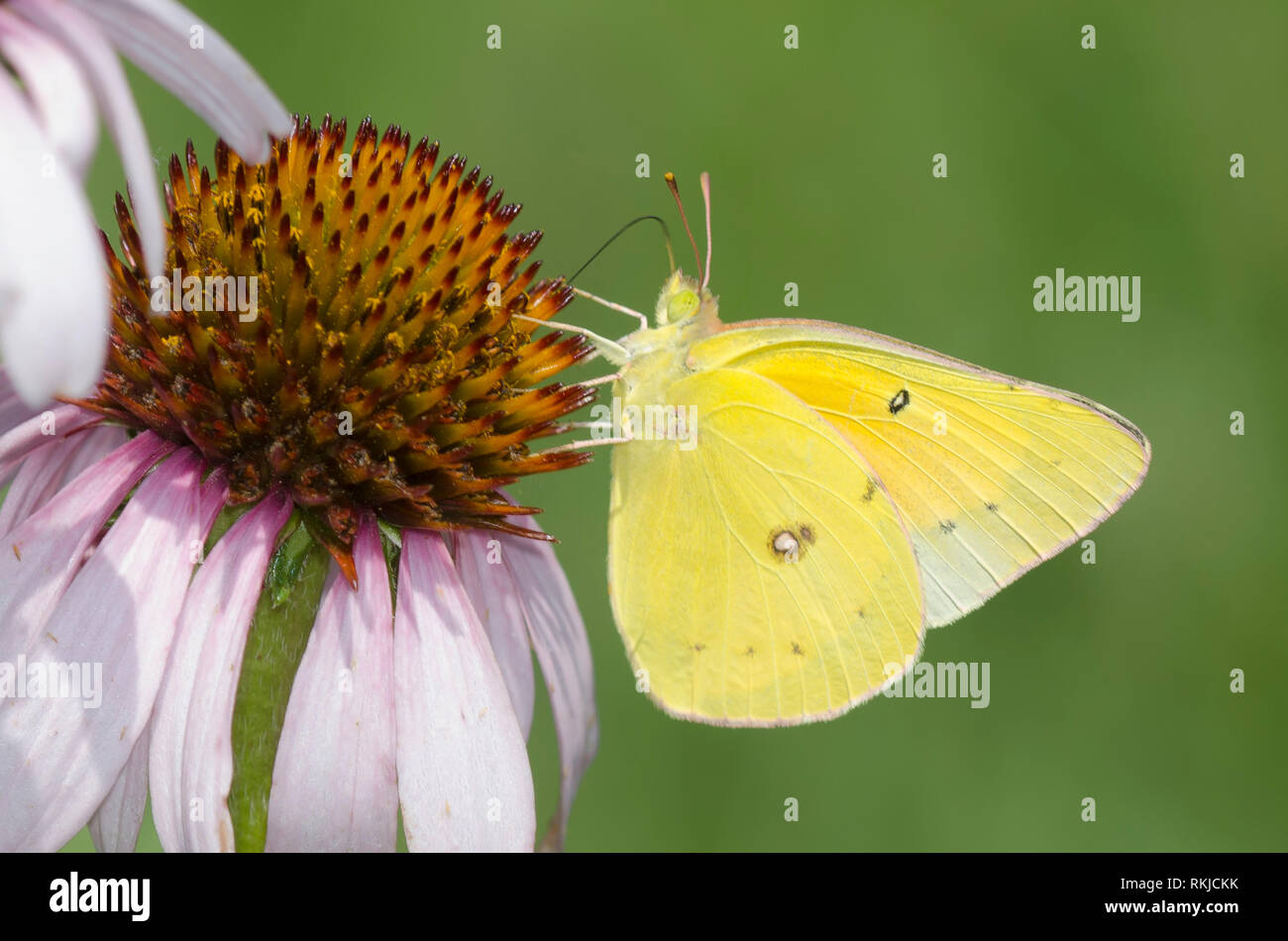 Colias eurytheme butterfly hi-res stock photography and images - Alamy
