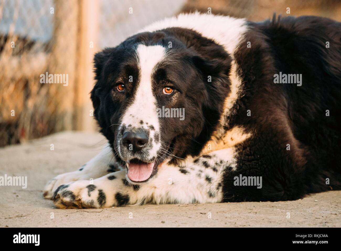 Central Asian Shepherd Dog High Resolution Stock Photography and Images ...