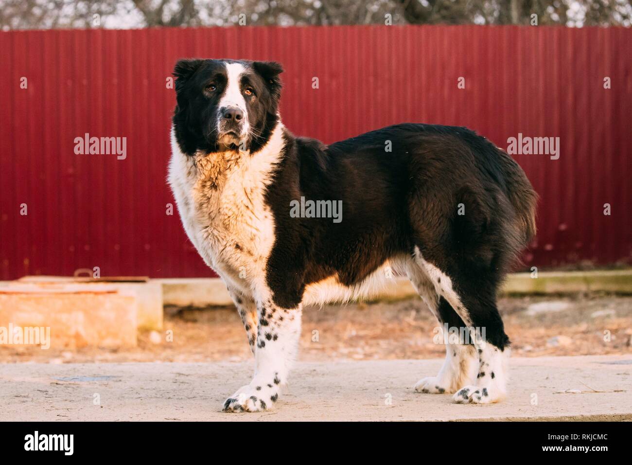 What Is The Breed Of Central Asian Shepherd Dog