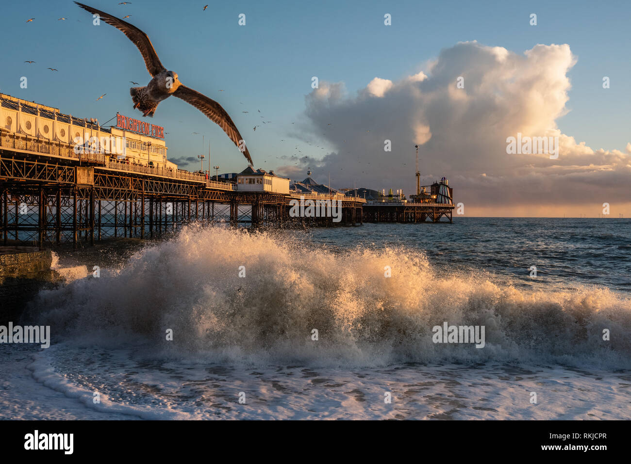 Brighton Pier seagull Stock Photo - Alamy