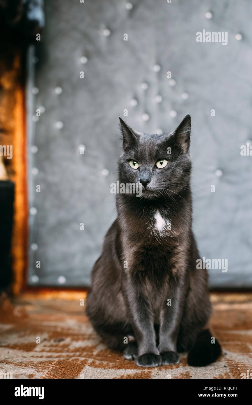 Russian Blue Cat Green Eyes High Resolution Stock Photography and ...
