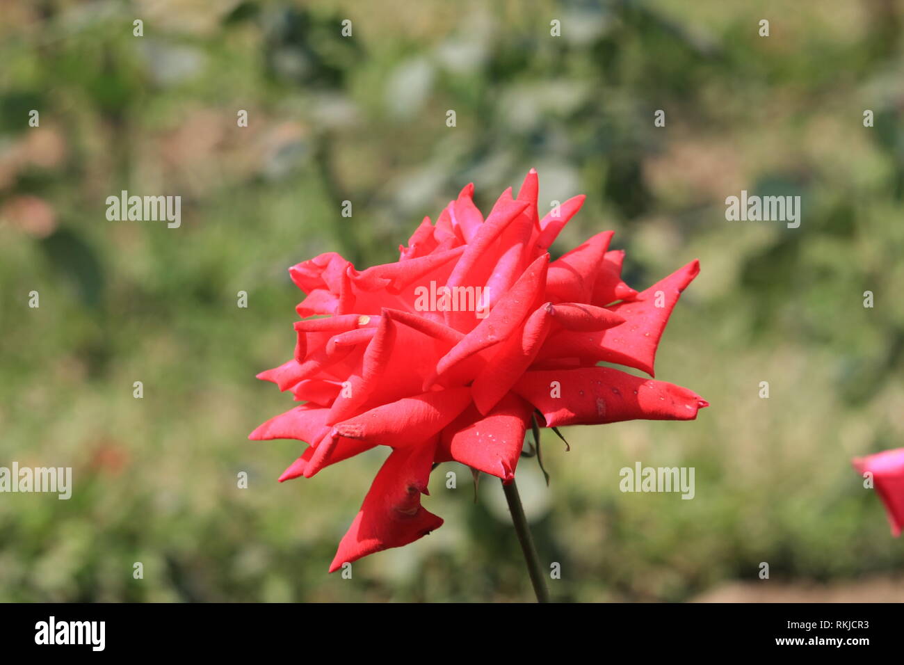 Rose flower growing hi-res stock photography and images - Alamy