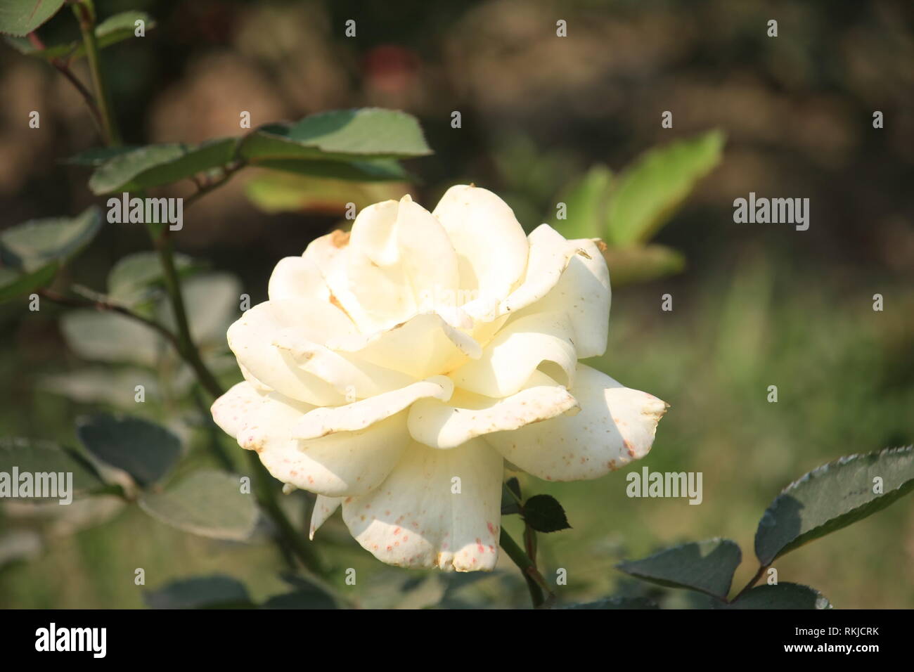 Garden white rose hi-res stock photography and images - Alamy