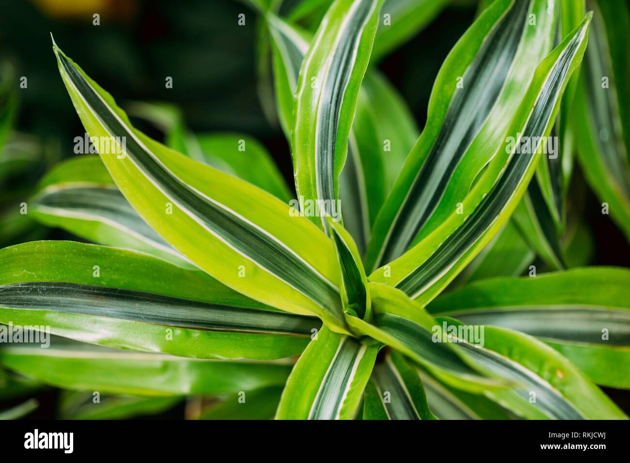 Agavaceae Family High Resolution Stock Photography and Images - Alamy