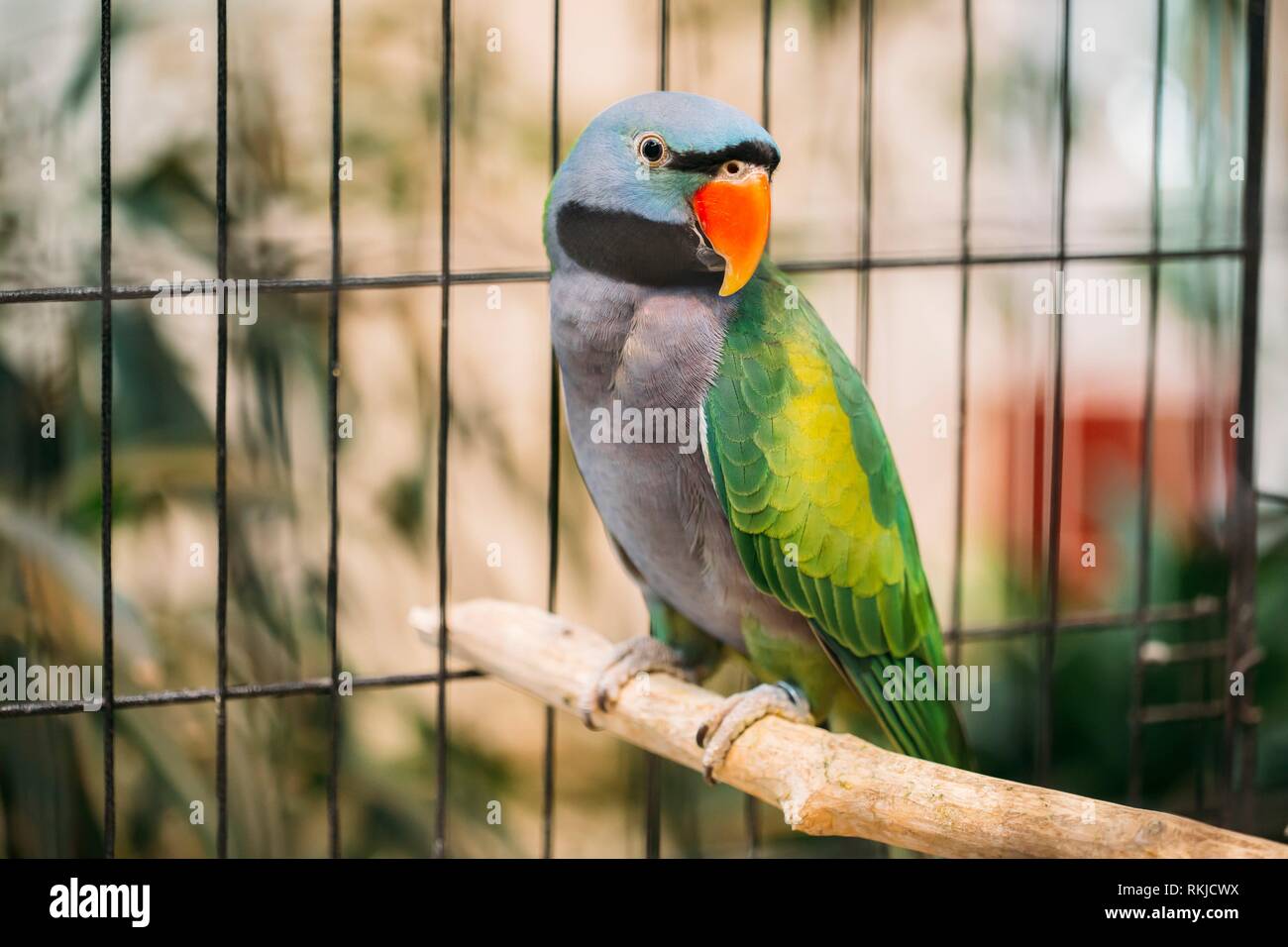 Lord derbys parakeet hi-res stock photography and images - Alamy