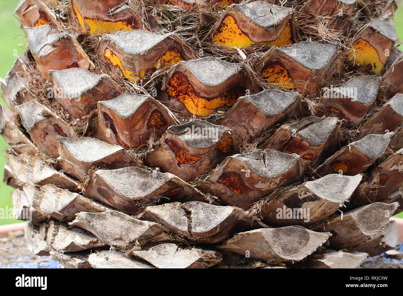 Close view of coconut tree bark hi-res stock photography and images - Alamy