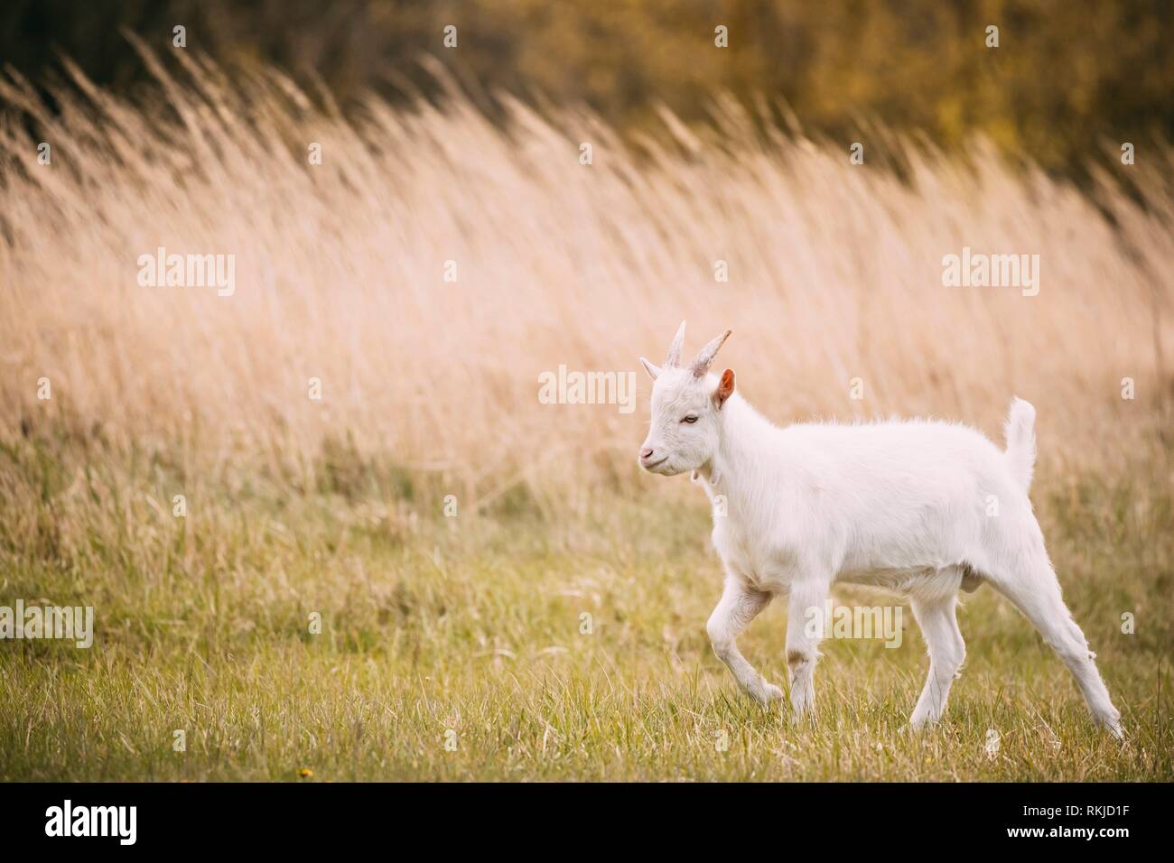 Goat grazes hi-res stock photography and images - Alamy