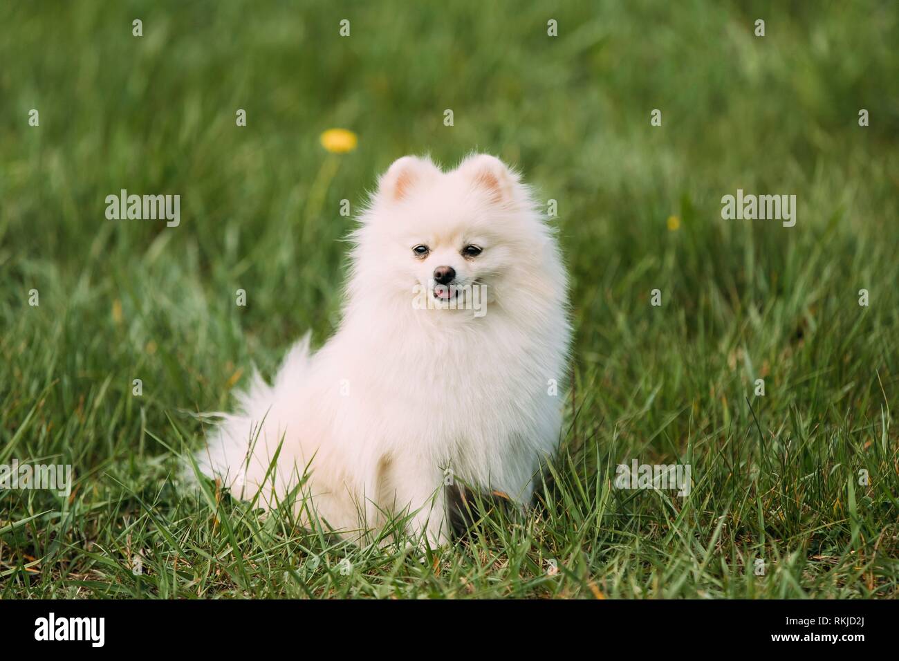 Are Japanese Spitz Yappy