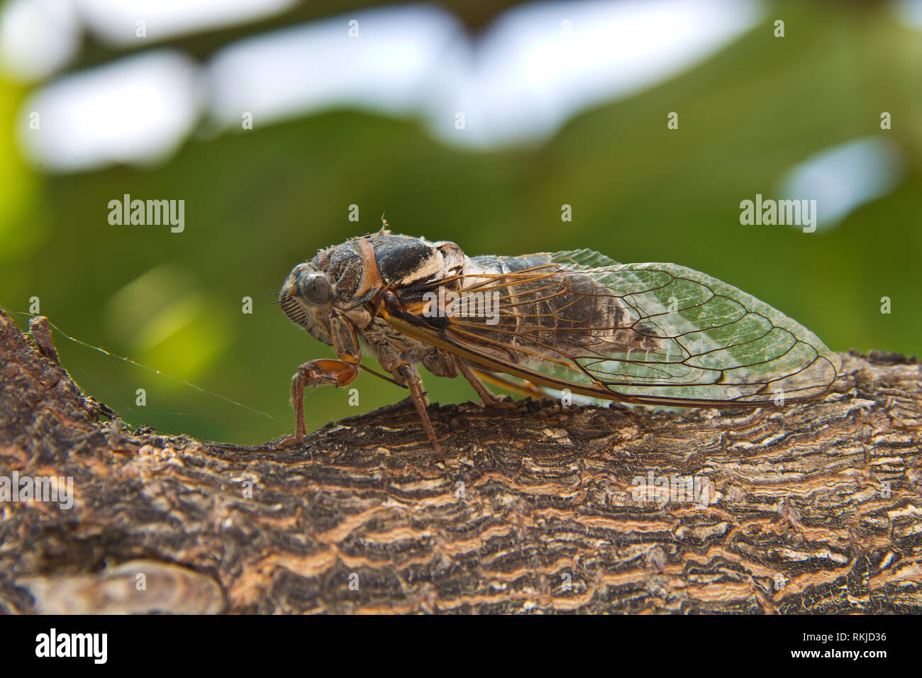 Cicada / Insects living in the southern countries Stock Photo - Alamy