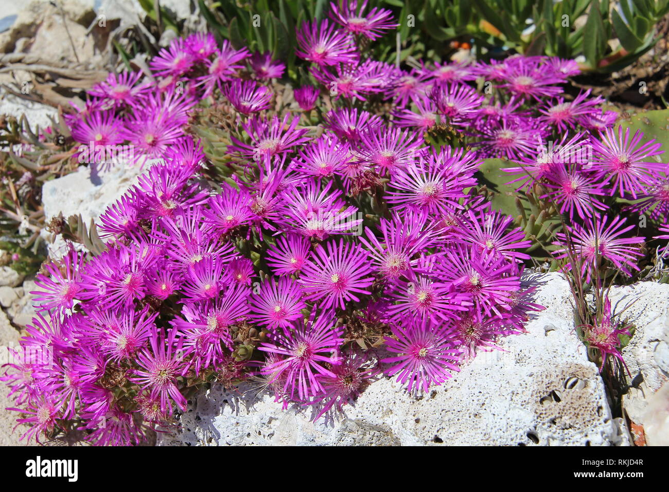 Dorotheanthus / Dorotheanthus is a genus of the family of aizoaceae ...