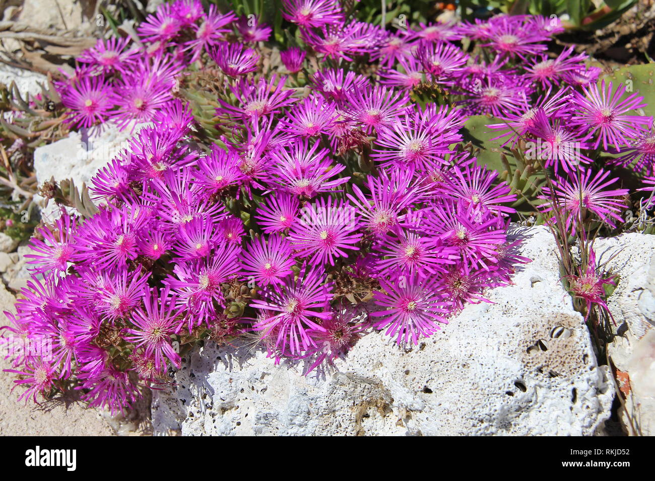 Dorotheanthus / Dorotheanthus is a genus of the family of aizoaceae ...