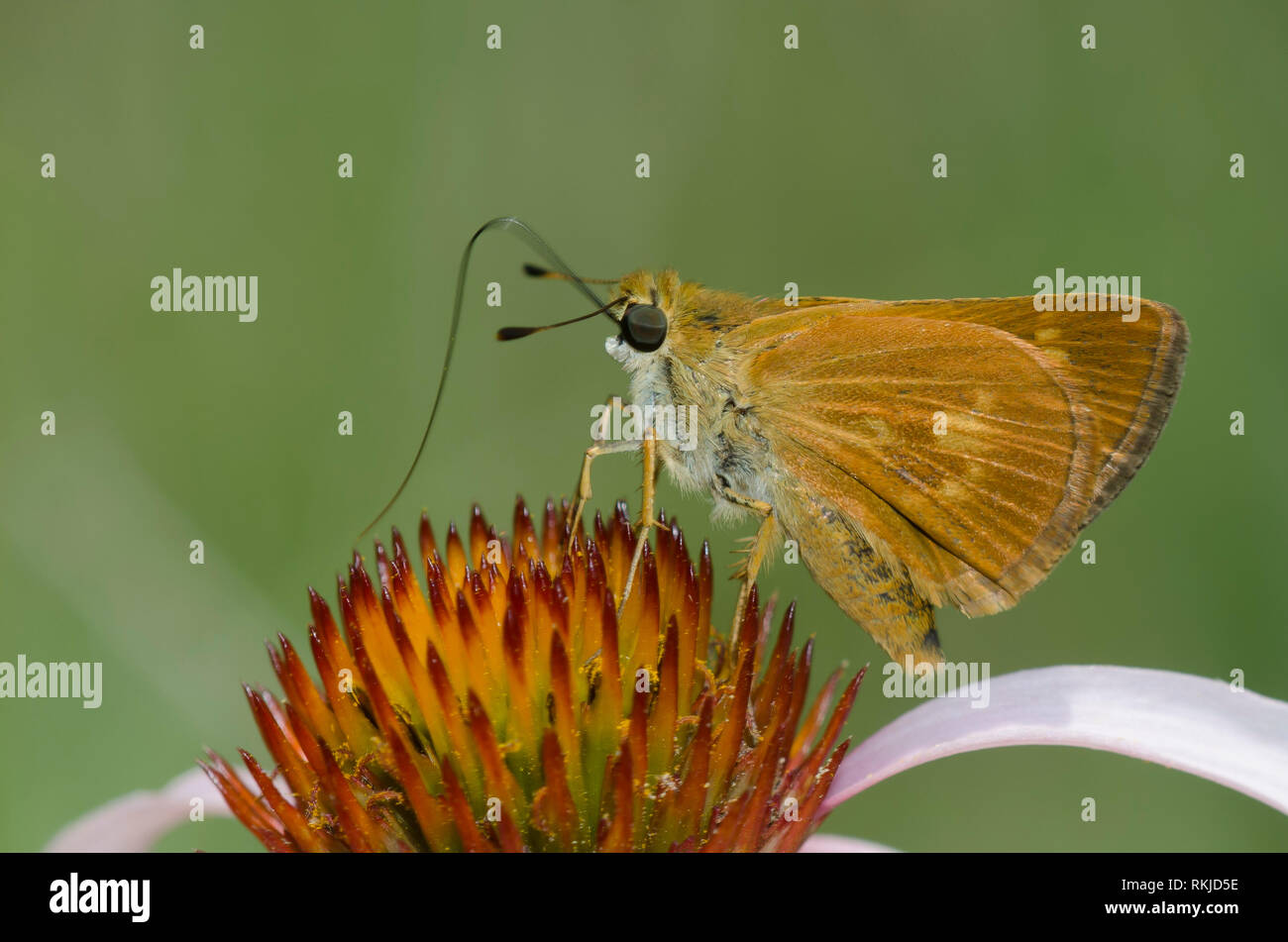 Palpi black hi-res stock photography and images - Alamy