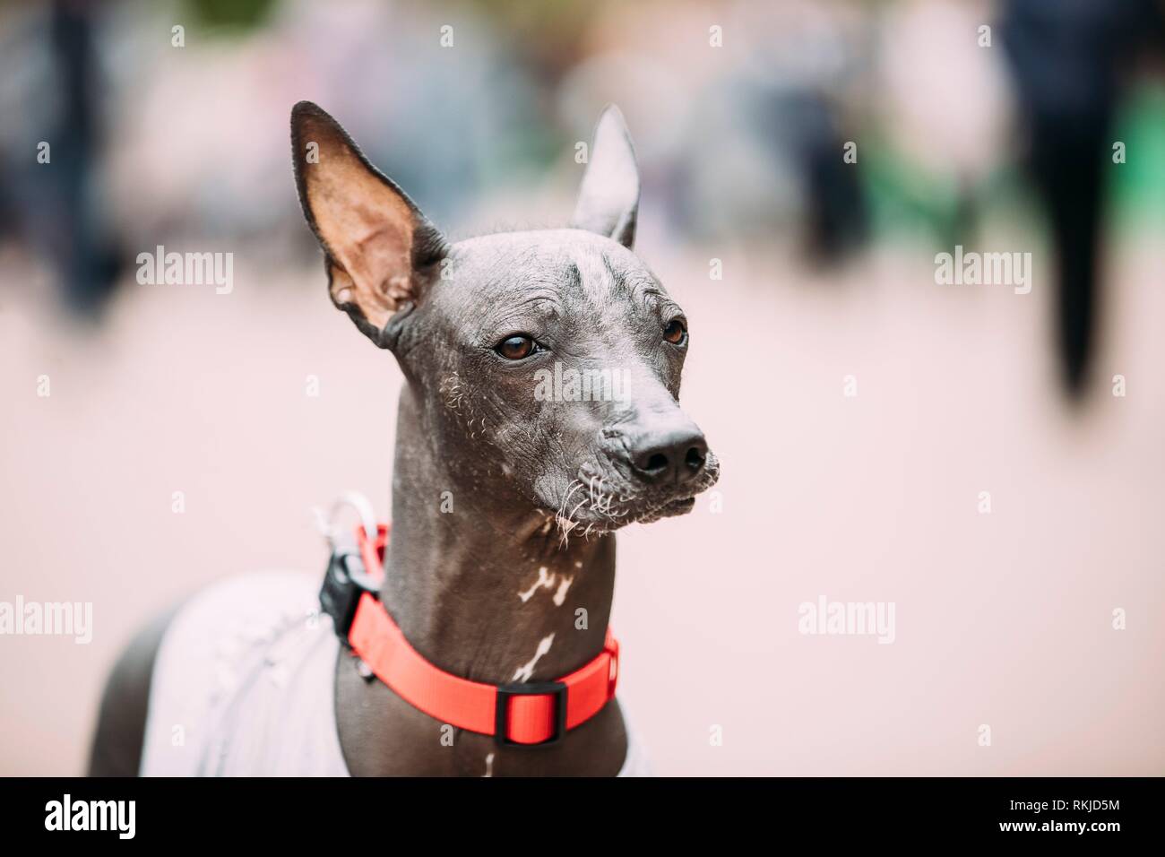 Xoloitzcuintli dog hi-res stock photography and images - Alamy