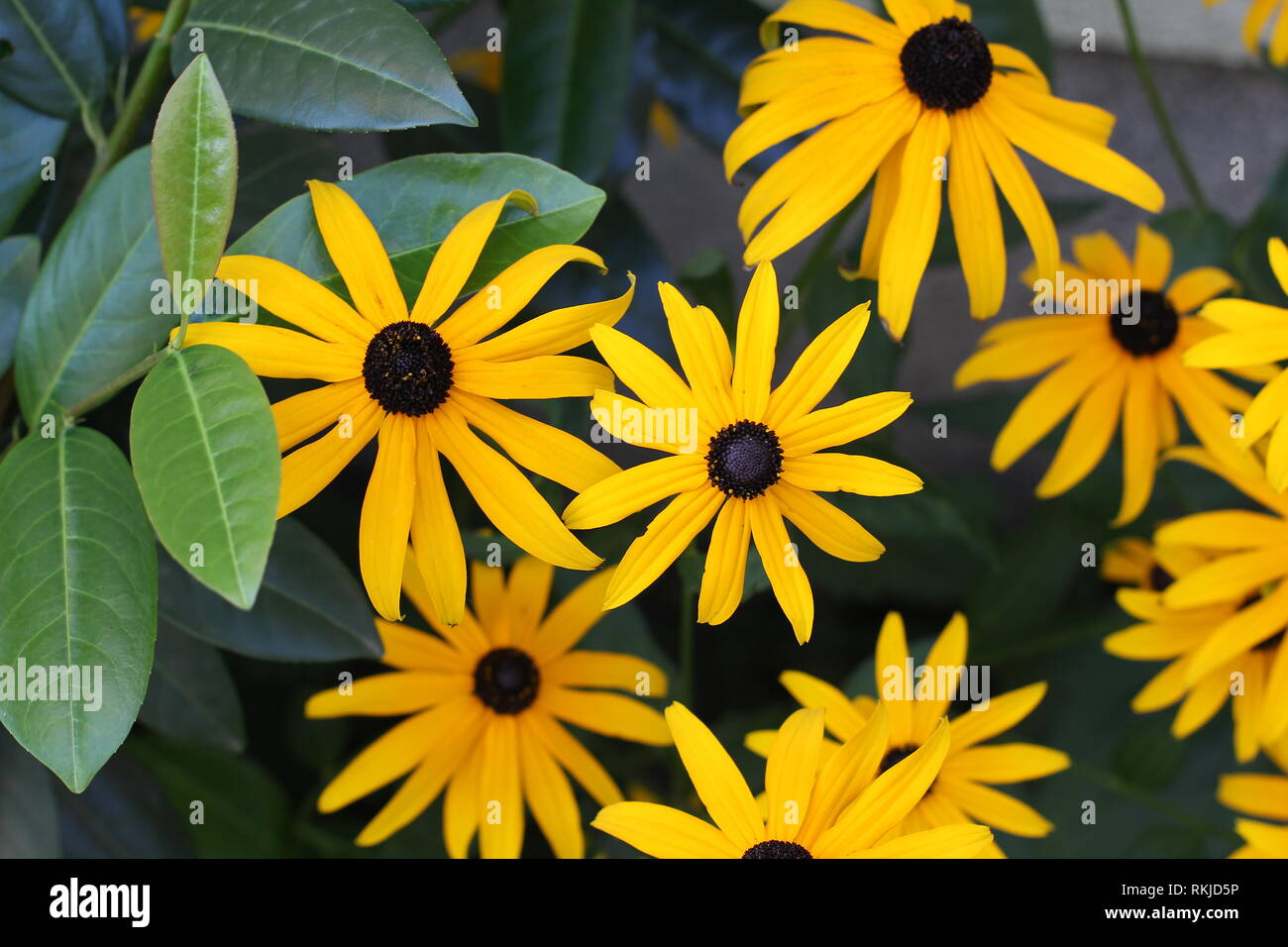 Garden / Flowers / beautiful Yellow garden flowers Stock Photo - Alamy