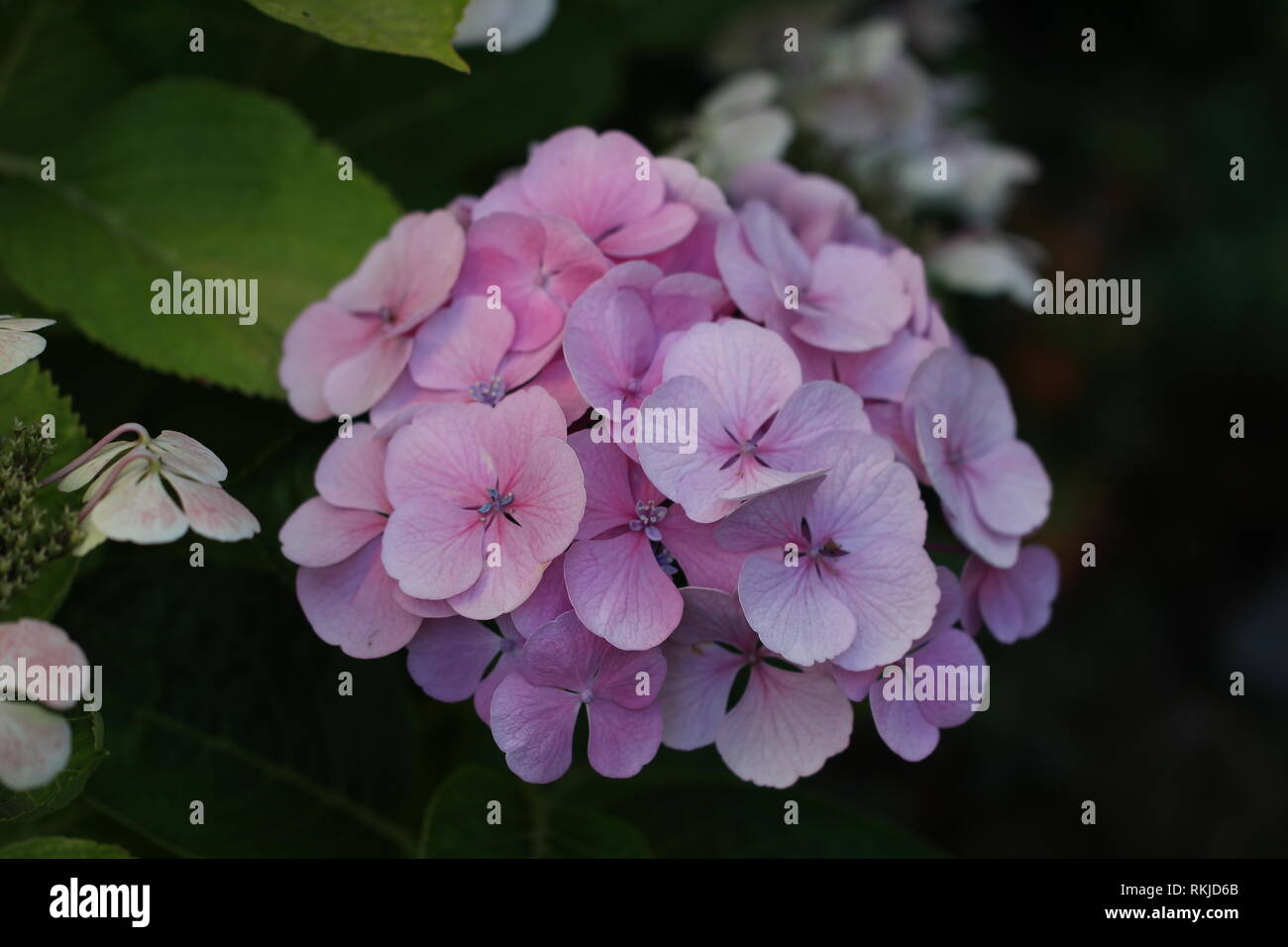 Romantic florar hi-res stock photography and images - Alamy