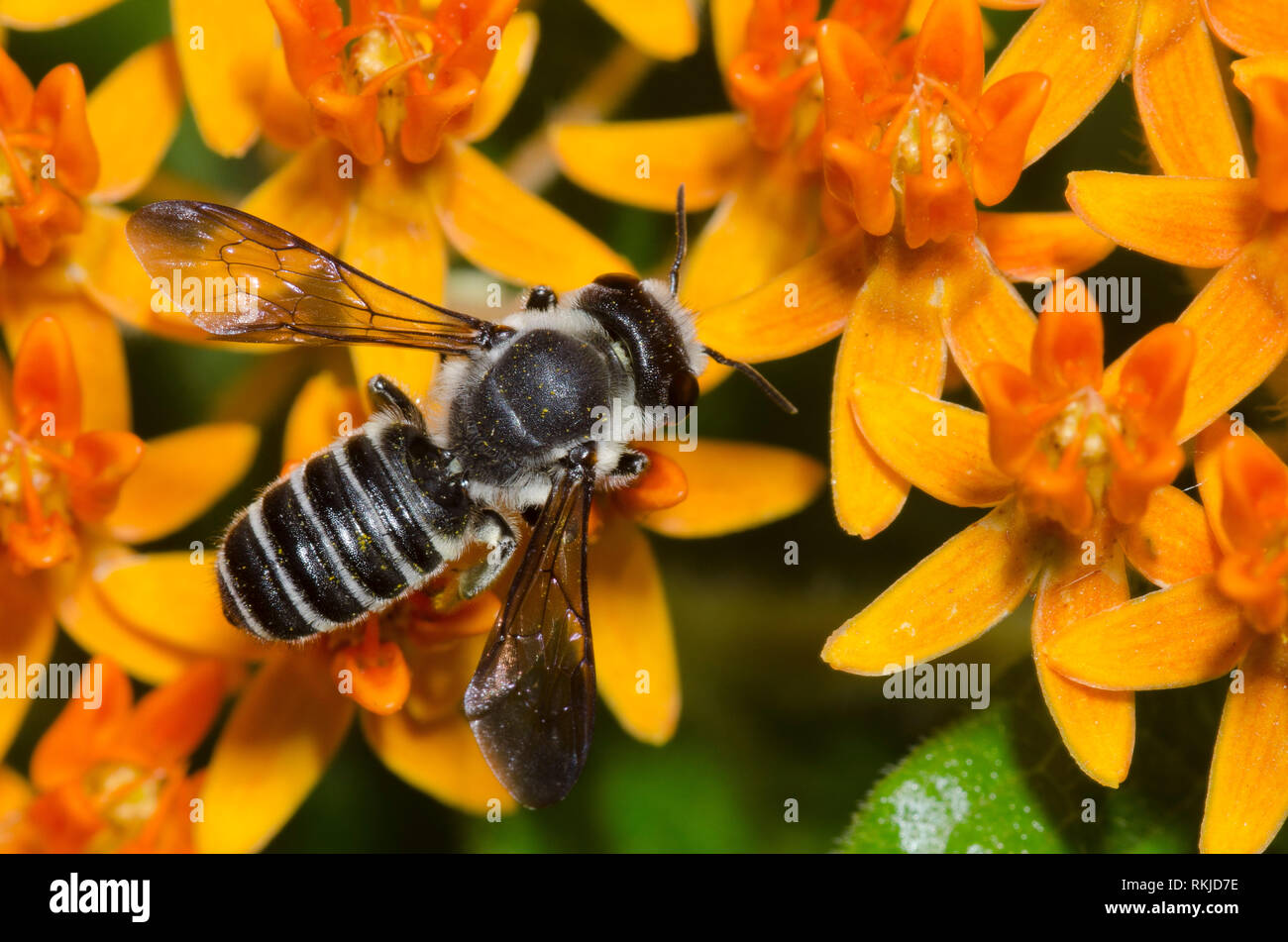 Leaf-cutter Bee, Megachile sp., on orange milkweed, Asclepias tuberosa ...