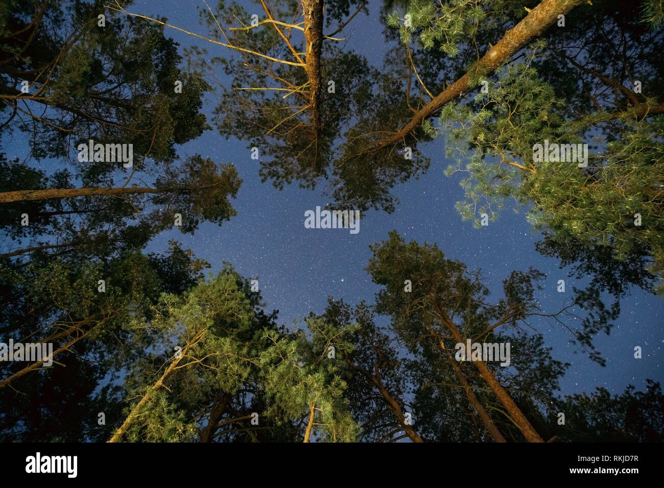 Tree canopy night sky hi-res stock photography and images - Alamy