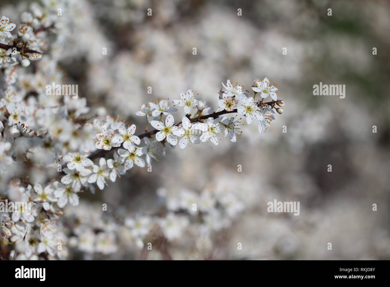 Spring flowering / Spring flowering of fruit trees Stock Photo - Alamy