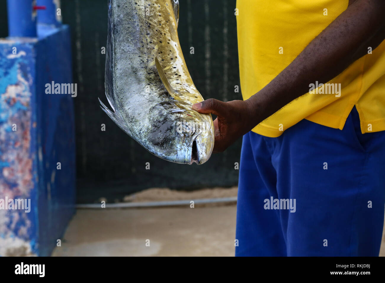 Sea / Fresh fish caught in the sea Stock Photo - Alamy