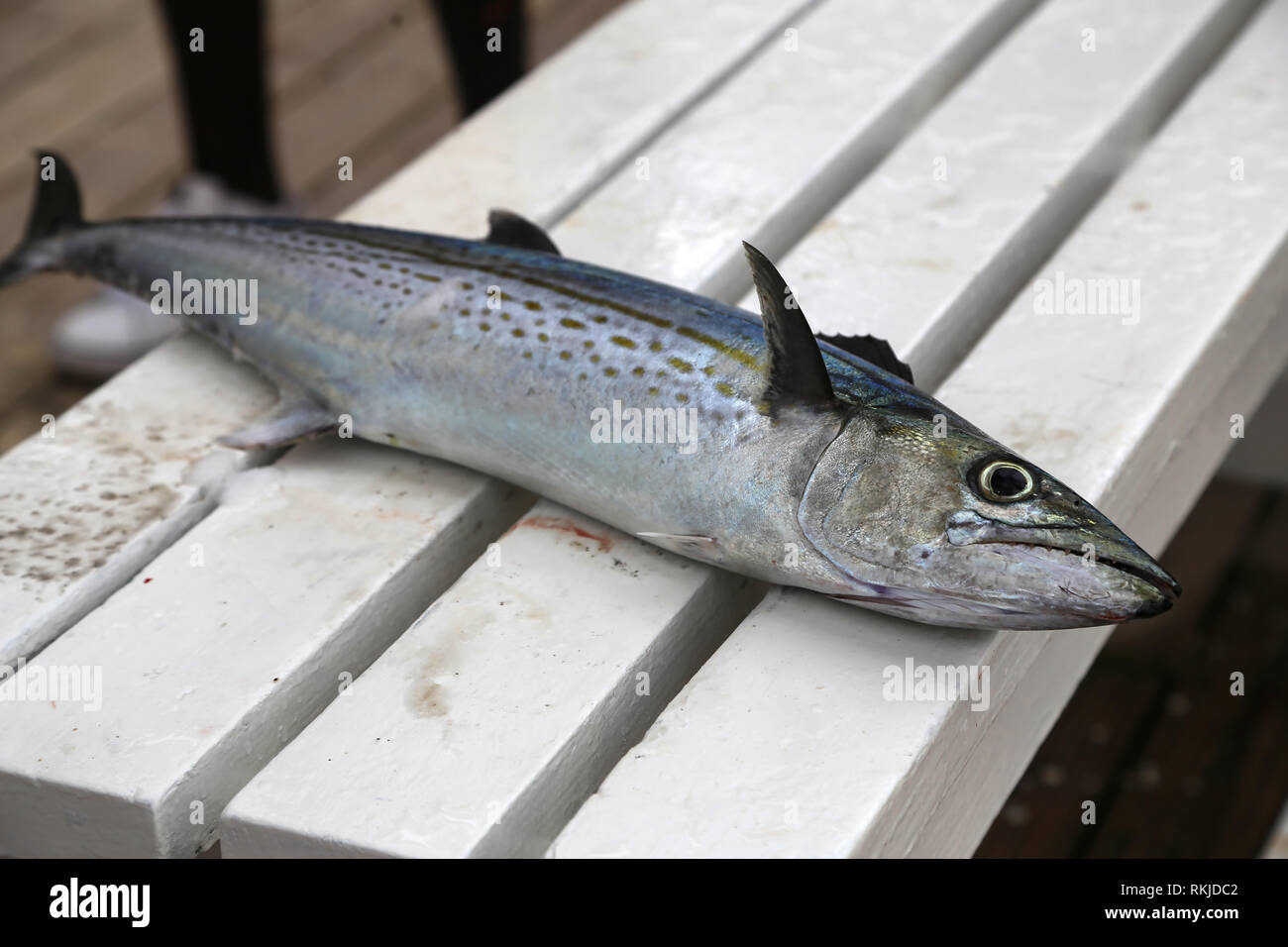 Sea / Fresh fish caught in the sea Stock Photo - Alamy