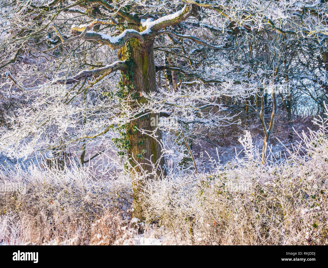 Gnarled Tree Landscape Uk Stock Photos & Gnarled Tree Landscape Uk ...