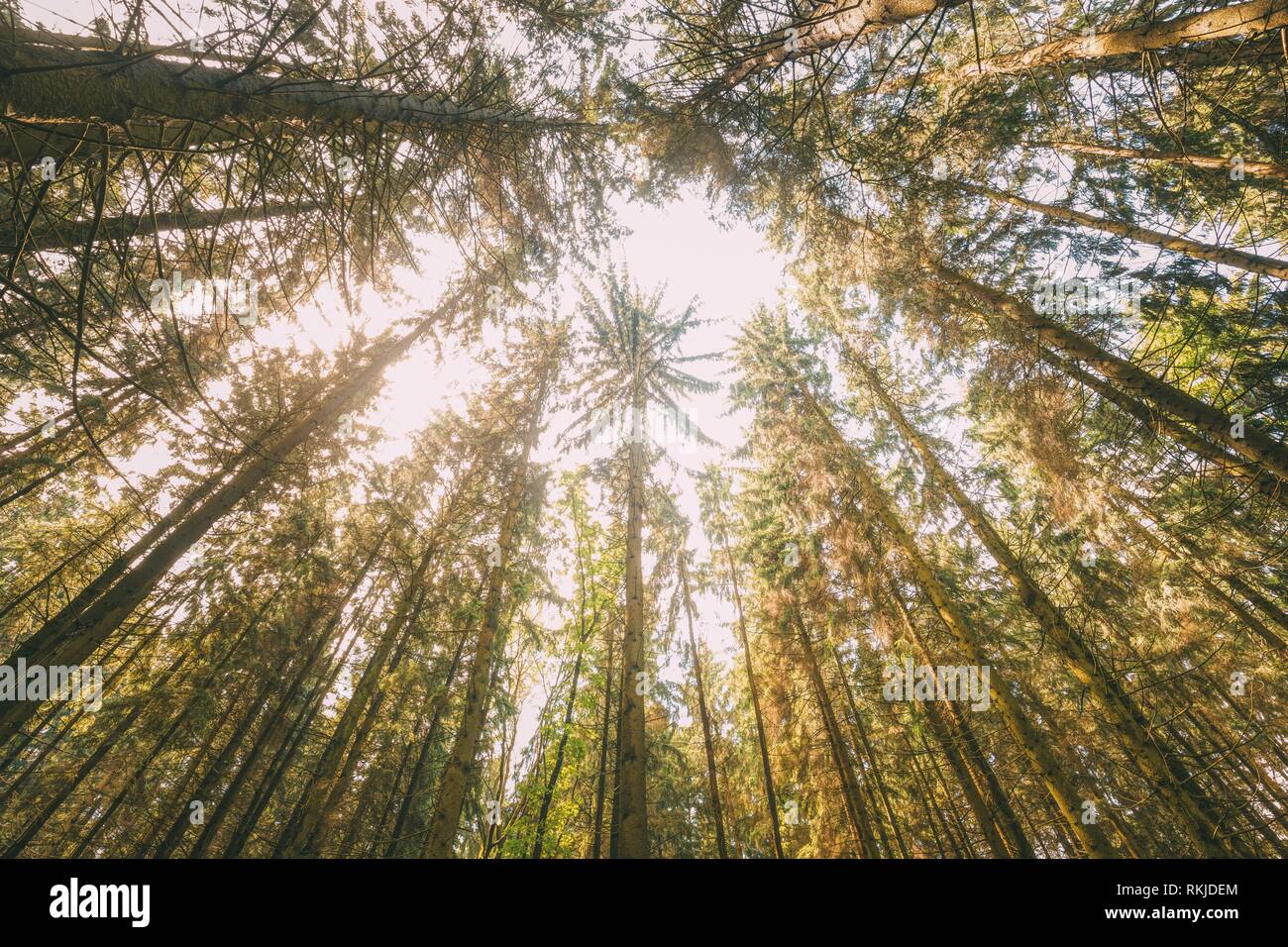 See the forest for the trees hi-res stock photography and images - Alamy