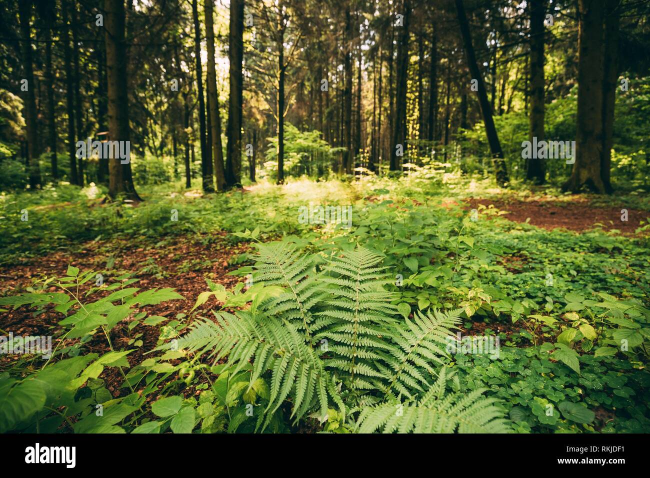 Coniferous Forest Summer