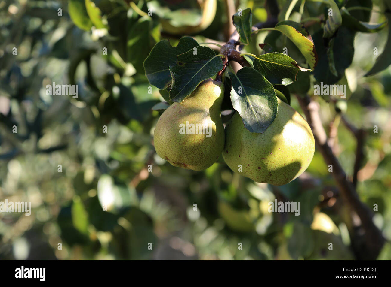 Growing ripe pears espalier tree hi-res stock photography and images ...