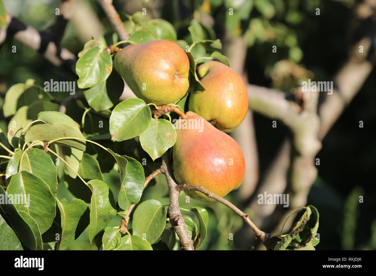 Growing ripe pears espalier tree hi-res stock photography and images ...