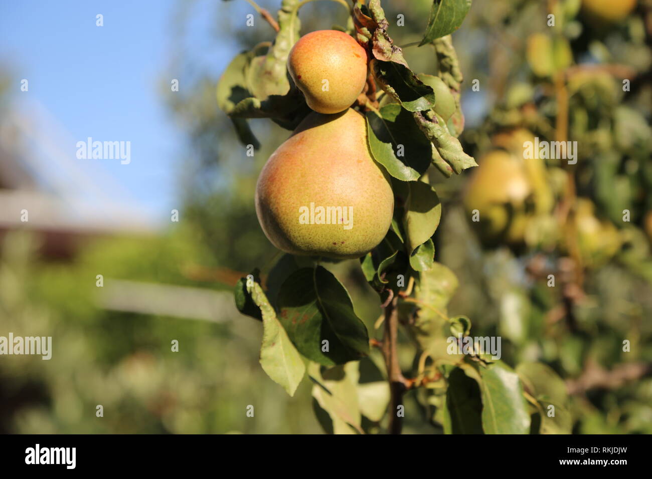 Growing ripe pears espalier tree hi-res stock photography and images ...