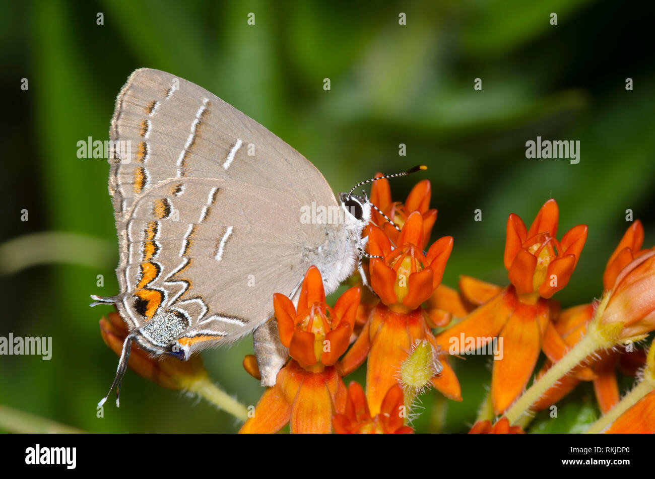 Chigger weed hi-res stock photography and images - Alamy