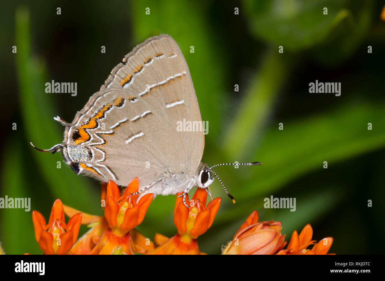 Chigger weed hi-res stock photography and images - Alamy