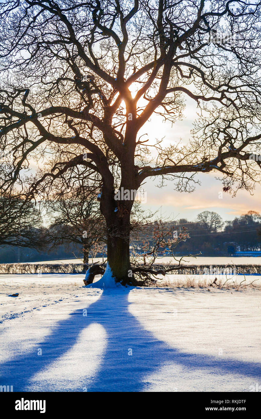 Backlit Backlighting High Resolution Stock Photography and Images - Alamy