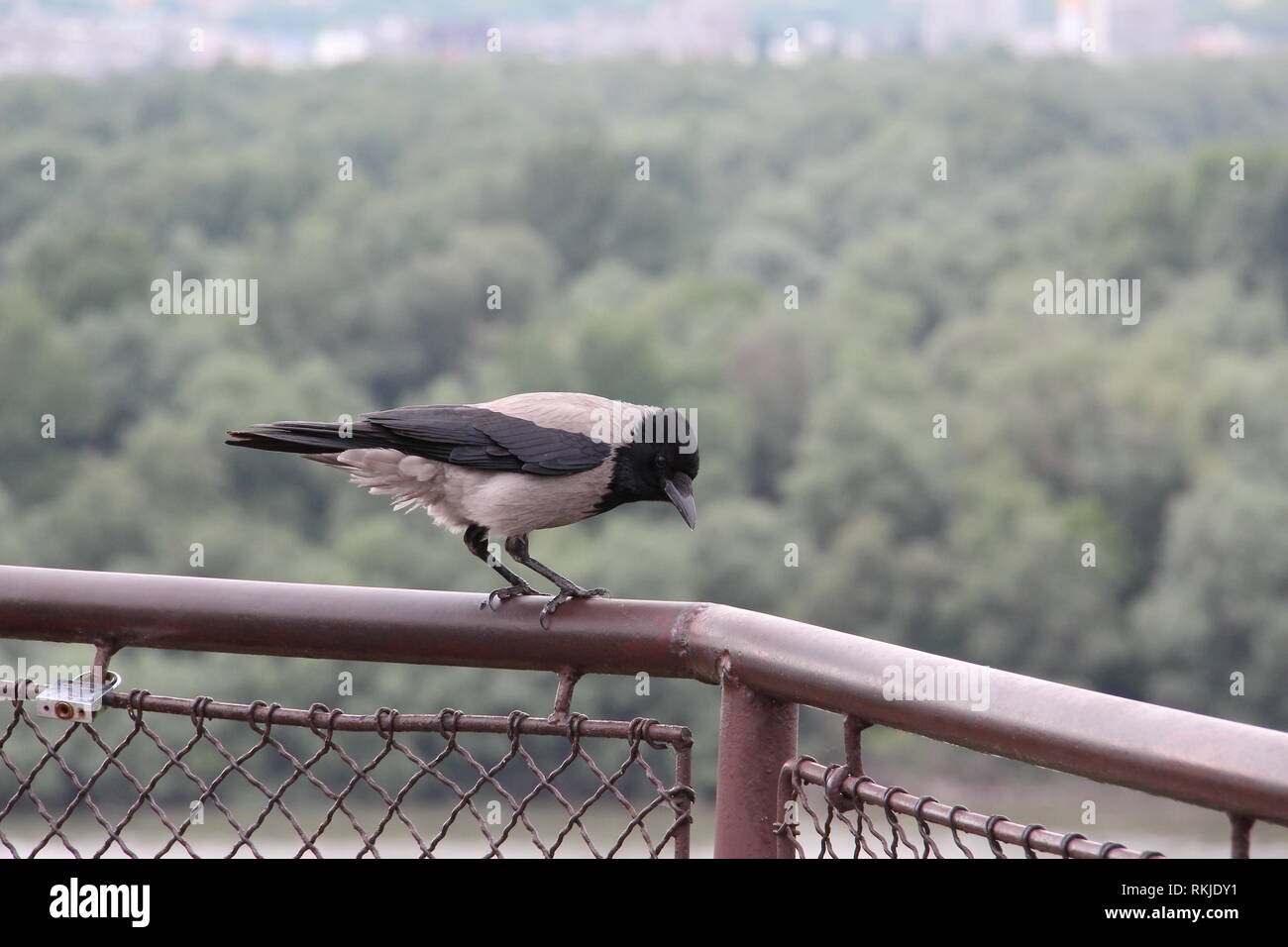 Eurasian jackdaw coloeus monedula sitting hi-res stock photography and ...