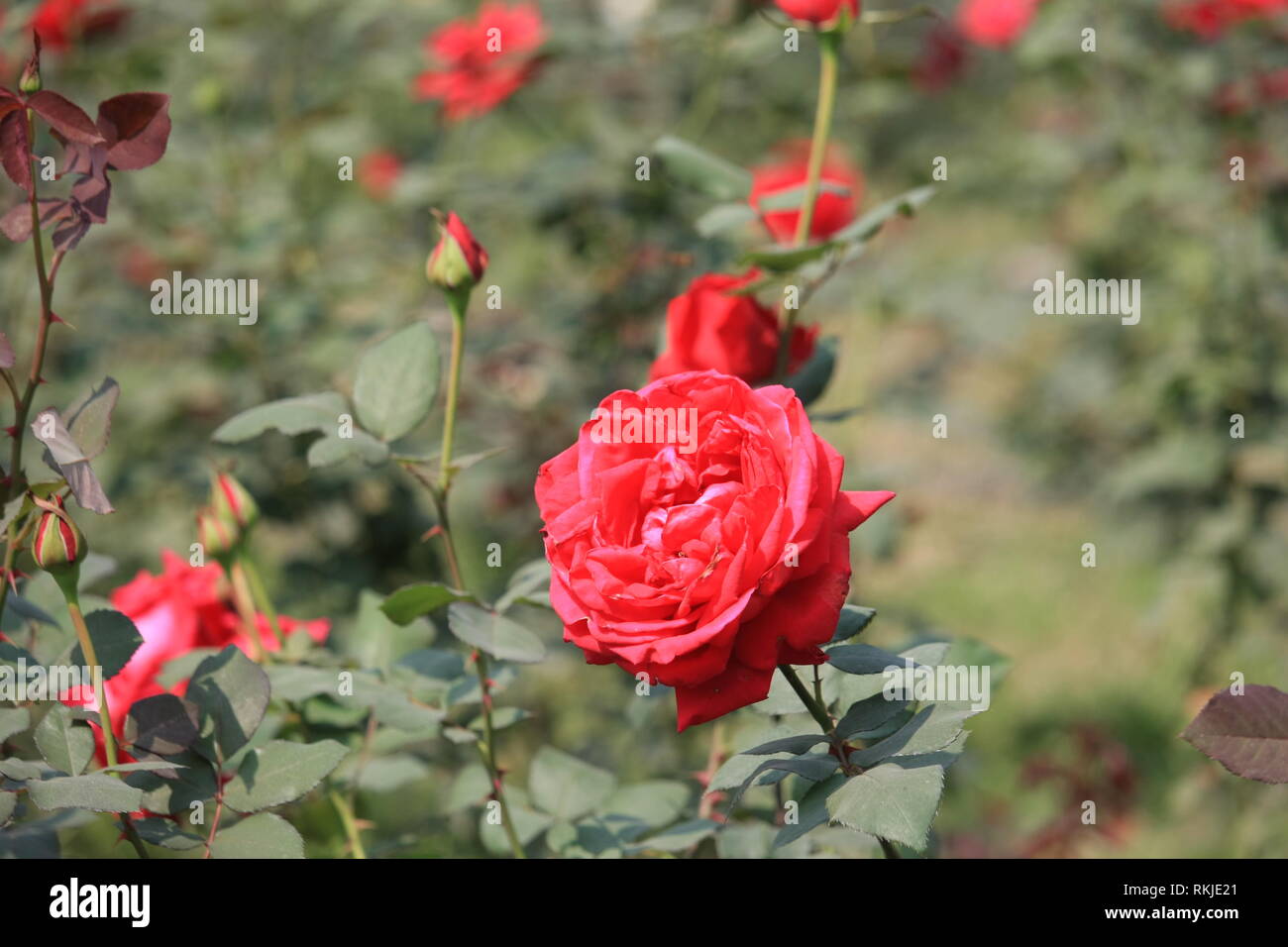 Red rose Flower growing in The Rose Garden Stock Photo - Alamy