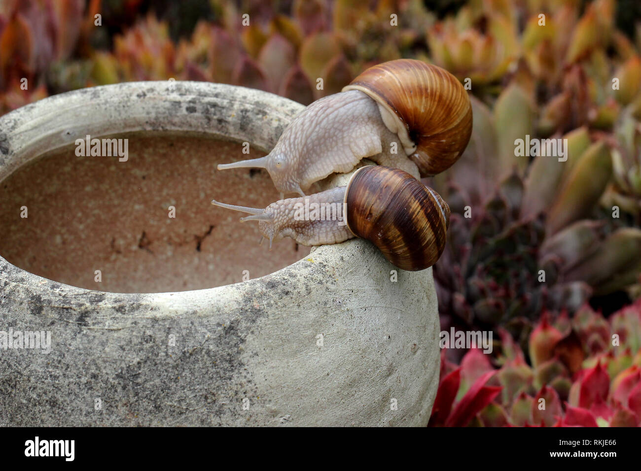 Snails garden pot hi-res stock photography and images - Alamy